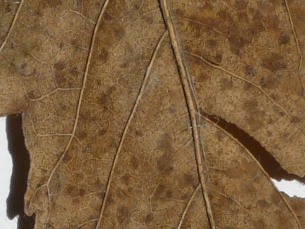 texture 0073 - Texturelib